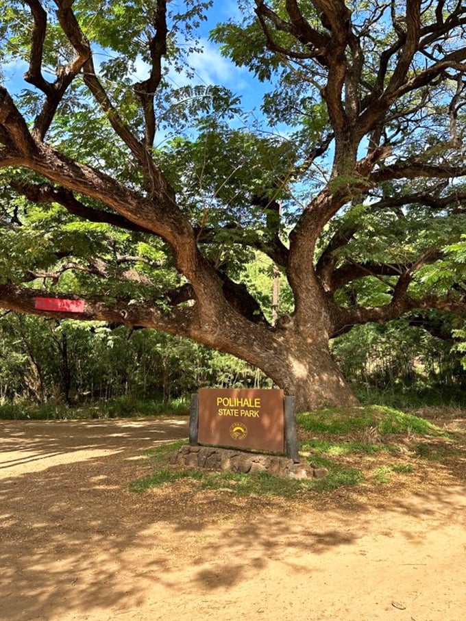 The welcoming committee &ndash; a simple sign beneath a magnificent tree. No flashy entrance needed when what lies beyond speaks for itself.