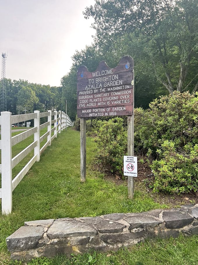 Rustic charm meets horticultural wonder at the garden entrance, where this weathered sign has been greeting flower lovers since 1959.