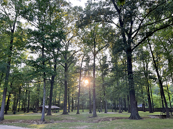 Golden sunlight filters through towering trees, transforming this simple park into a cathedral of nature's own design.