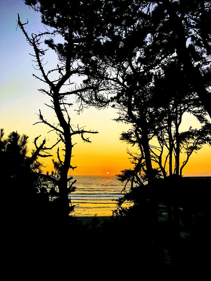 Nature's perfect finale: a California sunset that turns the Pacific into liquid gold between silhouetted sentinels of pine.