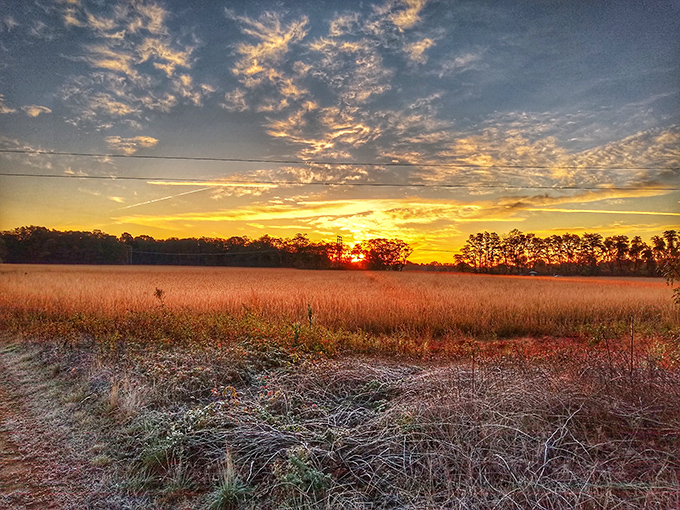 When sunset transforms ordinary meadows into fields of gold. Nature's grand finale each day proves better than any streaming show.