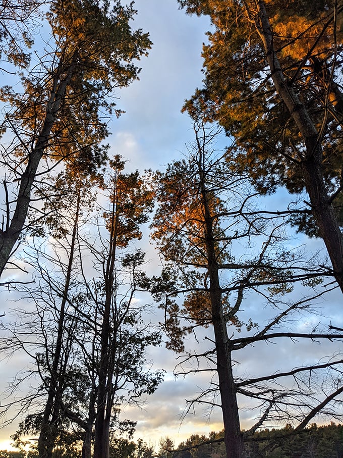 Trees reaching skyward like nature's own skyscrapers, but with better air quality and significantly fewer meetings. The original corner office view.