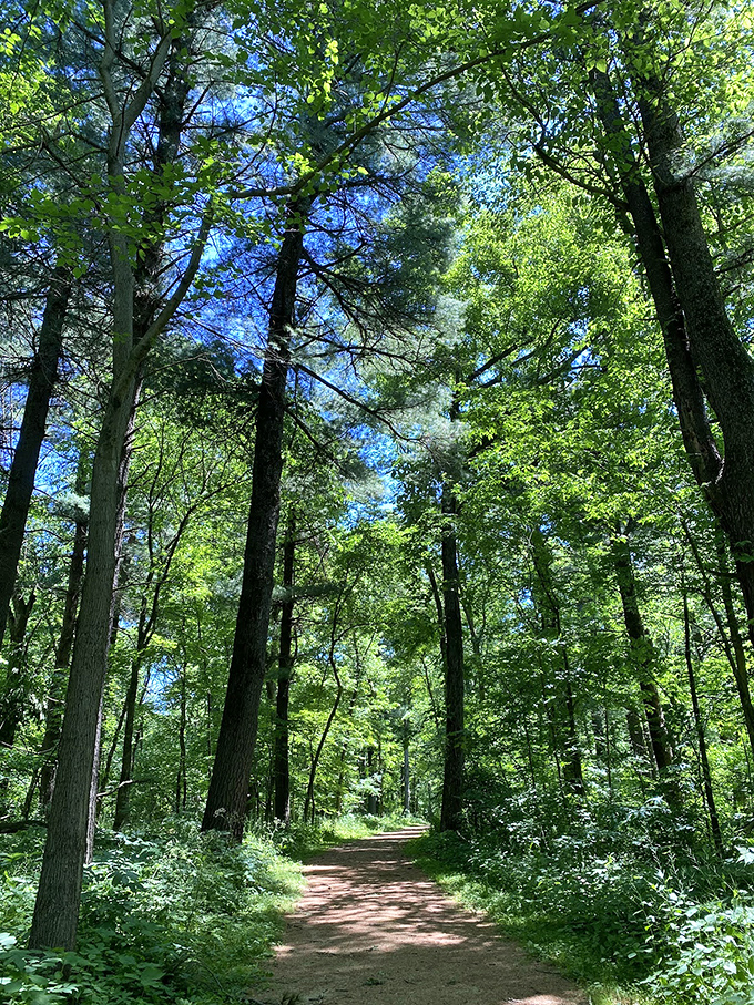 Looking up through these towering sentinels makes you realize trees have been nailing the whole "reaching for greatness" concept forever.