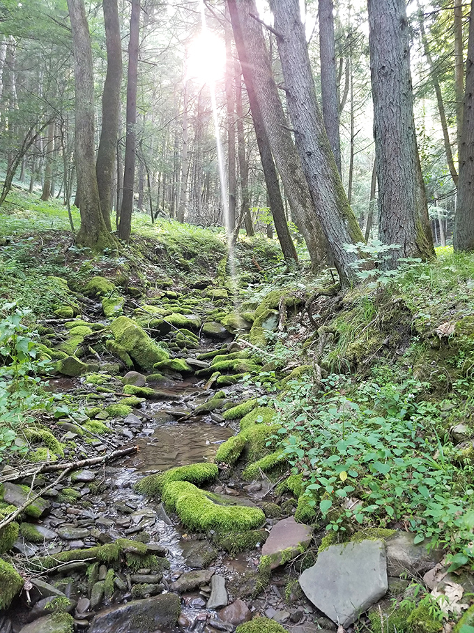 Forest streams trickling over moss-covered rocks – basically ASMR content before the internet invented the term.