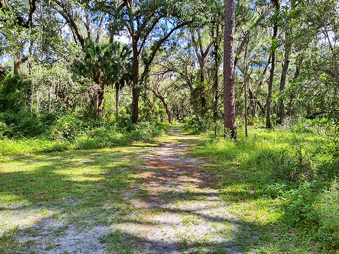 Sunlight dapples this inviting trail through native Florida hammock &ndash; the kind of path that makes you forget you were ever in a hurry.