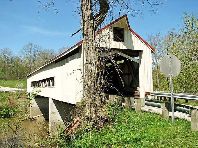The bridge stands sentinel beside an ancient tree, two survivors from different kingdoms sharing stories of changing seasons and passing travelers.