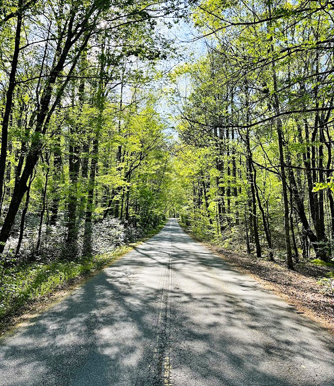 This tree-lined road doesn't just lead somewhere &ndash; it's a journey through a green cathedral of sunlight and shadow.