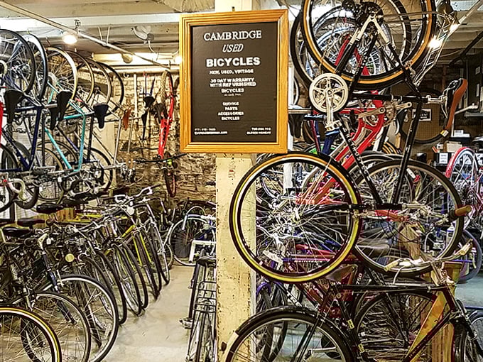 Vintage bicycles hanging like mechanical art installations. These wheels have stories to tell about Cambridge streets from decades past.