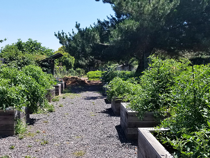 Community gardens in Ukiah connect people to their food and neighbors &ndash; the original social network, just with more dirt and fewer political arguments.