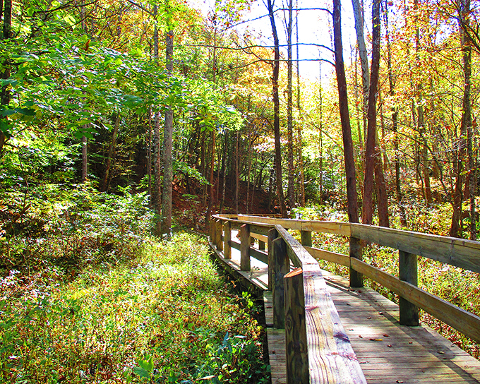 Nature trails wind through autumn-kissed forests just minutes from downtown. This wooden footbridge connects Jonesborough's historic heart to its wild, natural surroundings.