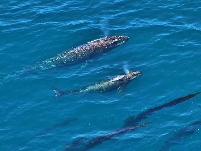 Whales breach the surface as if to check whether humans are still appreciating their magnificent ocean home. Spoiler alert: we absolutely are.