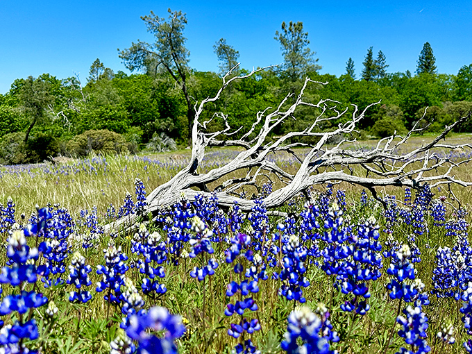Nature's own masterpiece: Sierra wildflowers painting the landscape in brilliant blues, a reminder that California's most spectacular shows are always free.