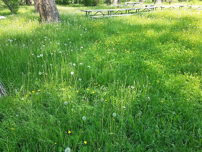 Wildflower democracy in action – where dandelions and native blooms share the spotlight in perfect harmony.