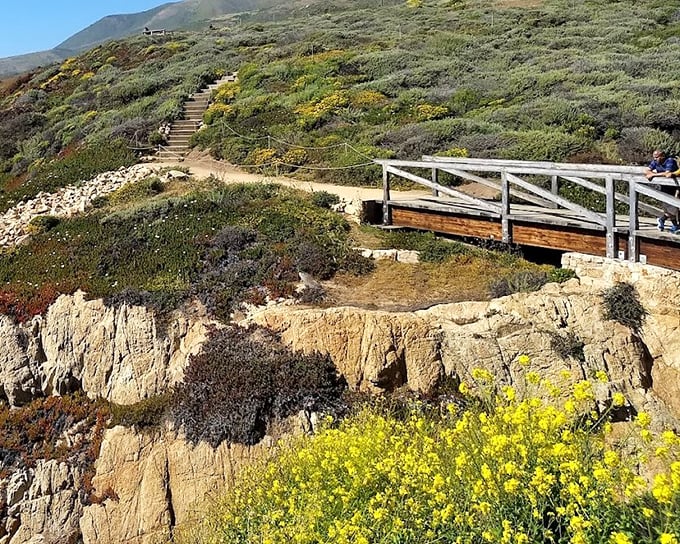Bridge to paradise! This wooden walkway invites exploration through a tapestry of coastal wildflowers to vistas that make smartphones work overtime.