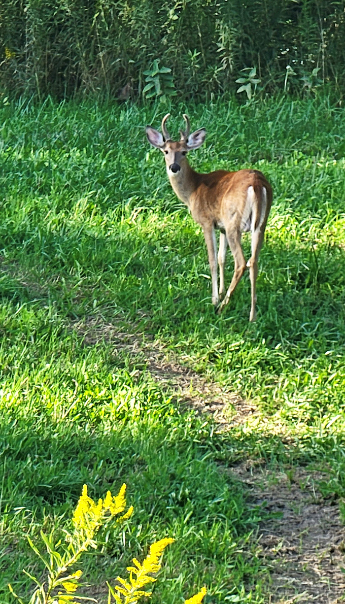 A curious deer pauses mid-browse, the unofficial welcoming committee of Whetstone Gulf. Wildlife encounters that don't involve subway rats!