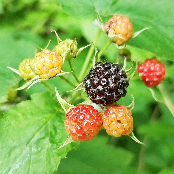 Nature's candy store offers the sweetest trail snacks imaginable. Wild blackberries ripening in stages—nature's way of teaching patience and timing.