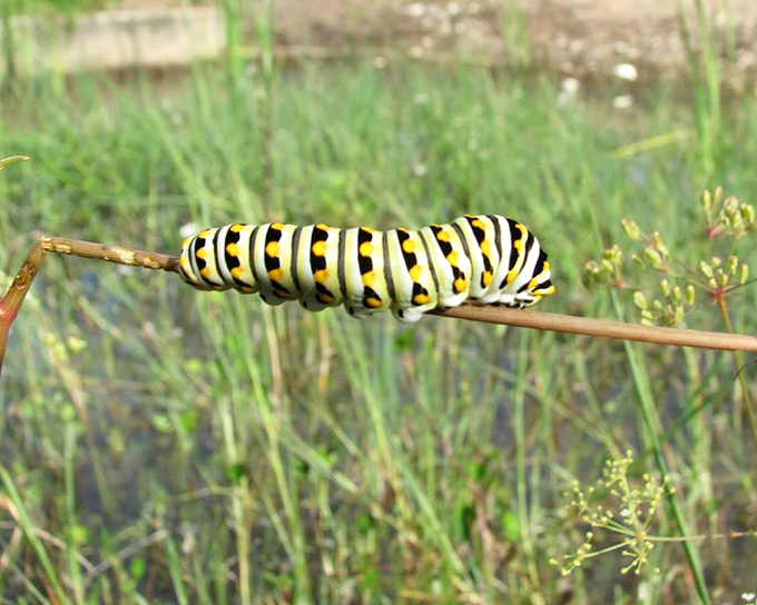 Nature's fashion statement: a black swallowtail caterpillar dressed in its finest yellow-striped attire, preparing for its ultimate transformation.