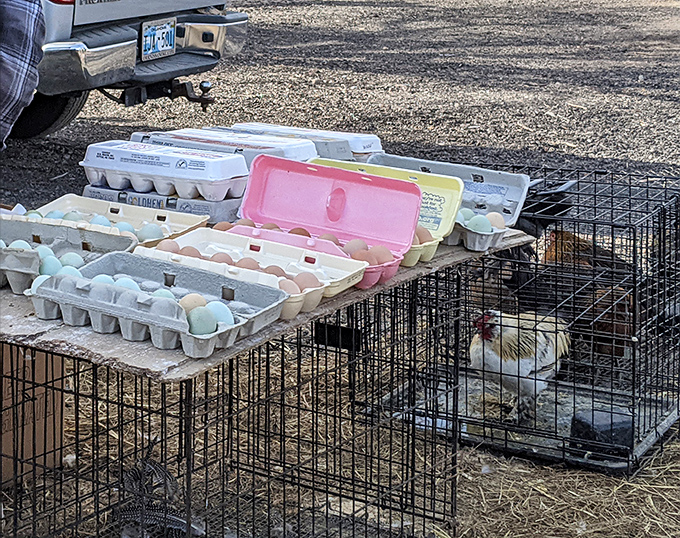 Farm-fresh entrepreneurship in action. Even at a swap meet, the circle of life continues with eggs and poultry changing hands.