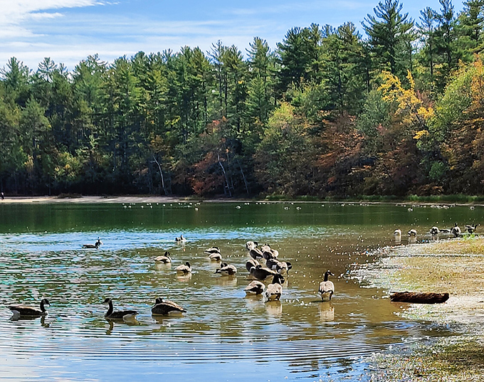 Local waterfowl hold their morning meeting at the shoreline, discussing important duck business while ignoring human visitors.