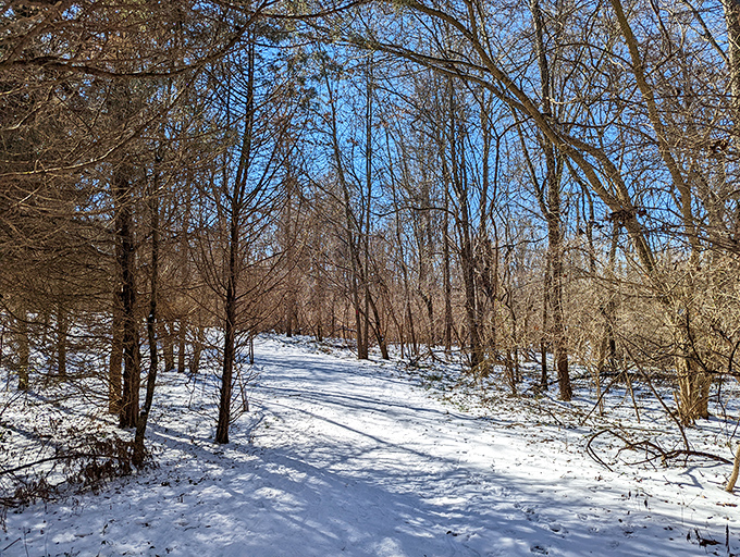 Winter transforms familiar paths into snow-dusted wonderlands. Suddenly your daily walk feels like narrating your own nature documentary.