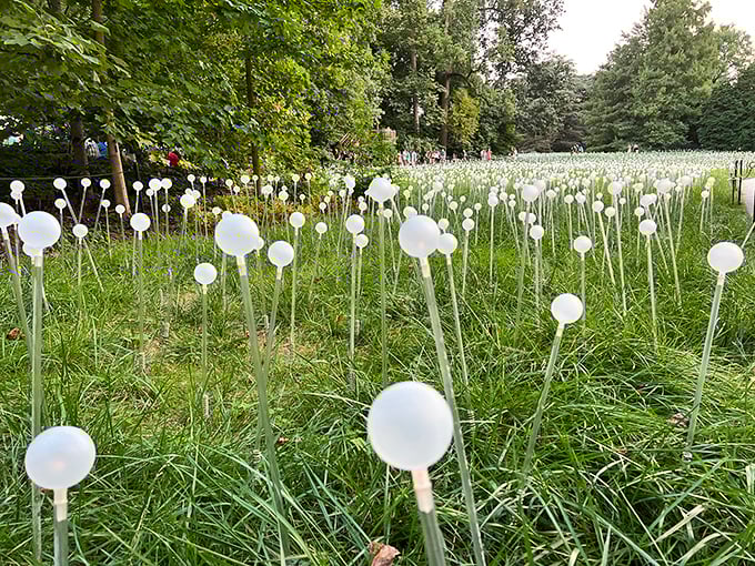 A field of glowing orbs transforms an ordinary meadow into something magical&mdash;like Mother Nature decided to throw her own galaxy-themed party.