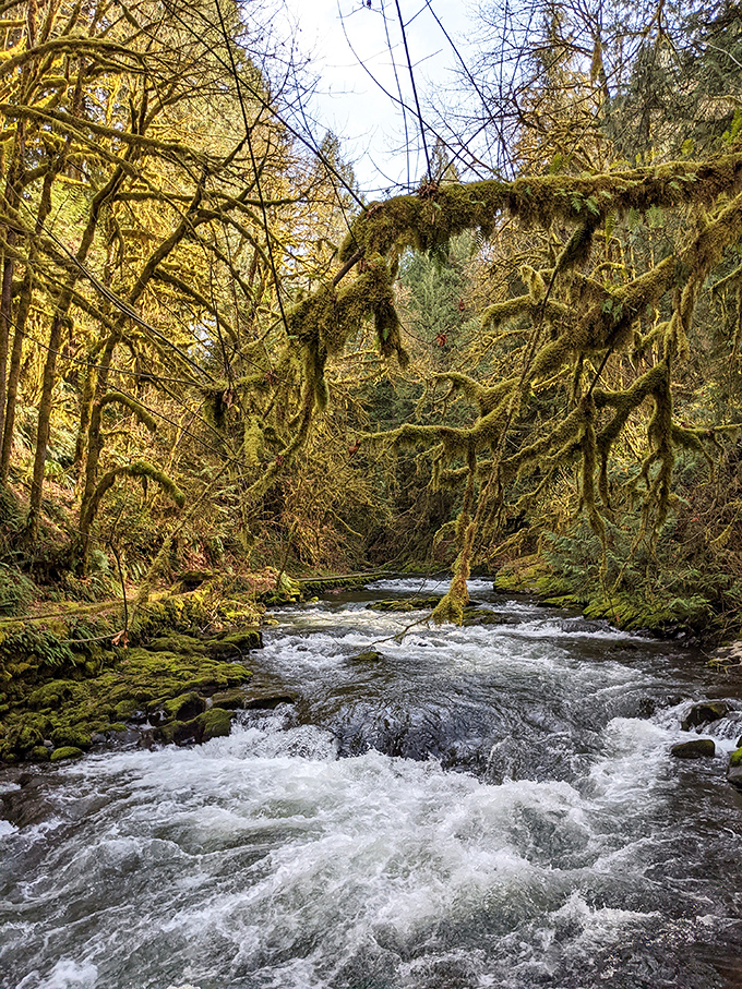 Cedar Creek in full flow showcases nature's power, carving its path through a moss-draped landscape straight out of fantasy.