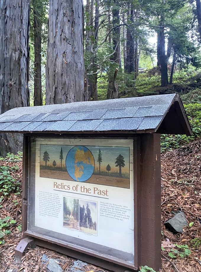 Educational signage that reminds us we're just the latest chapter in a story that's been unfolding for centuries in these woods.