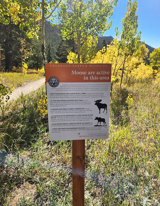 "Moose are active in this area" is Colorado-speak for "enormous antlered creatures may appear when you least expect them." Consider yourself warned!