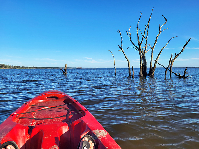Red kayak, blue water, endless possibilities. Navigating through these ghostly tree sentinels feels like paddling through a watercolor painting come alive.