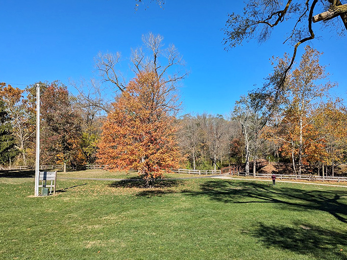 This open field offers a sun-soaked intermission between acts of forest drama. Nature's version of a palate cleanser.