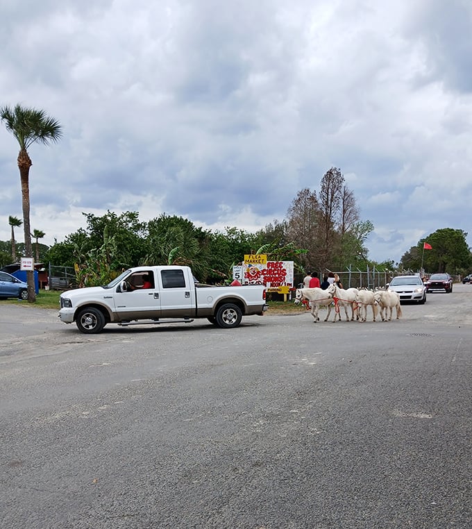Only in Florida: A pickup truck and miniature white ponies share the parking lot, proving International Market World delivers the unexpected at every turn.