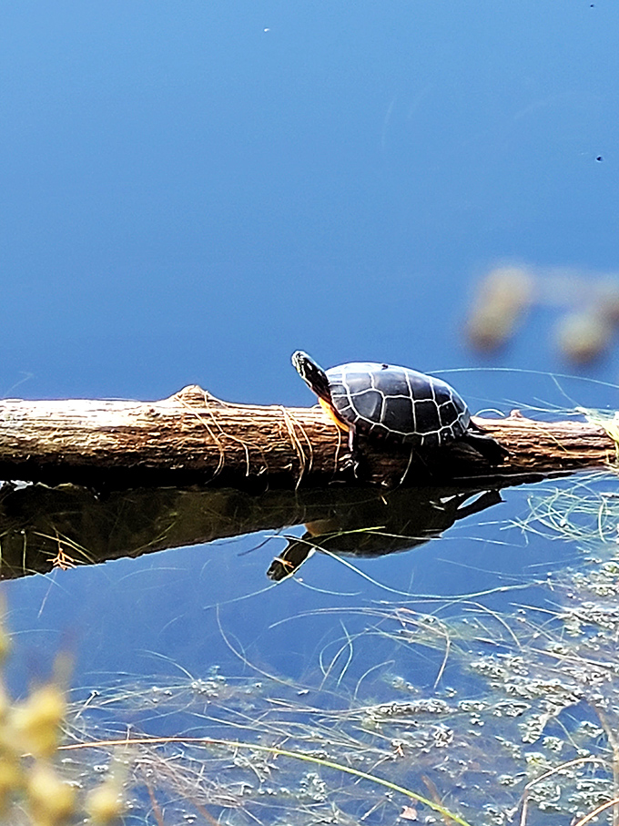 This sunbathing turtle has mastered the art of relaxation, demonstrating proper Pine Barrens leisure technique to all who pass by.