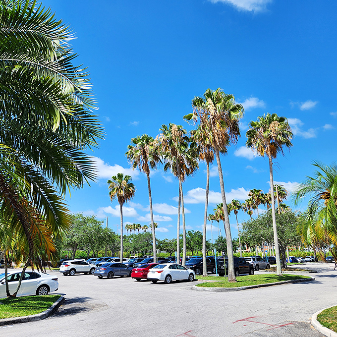 Palm trees stand sentinel over parked cars, nature's sunshades protecting vehicles from the Florida heat while owners hunt for bargains inside.