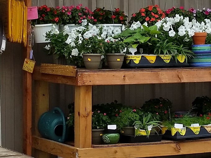 Even plants find new homes here. These flowers don't know they're at a flea market&mdash;they're just living their best lives.