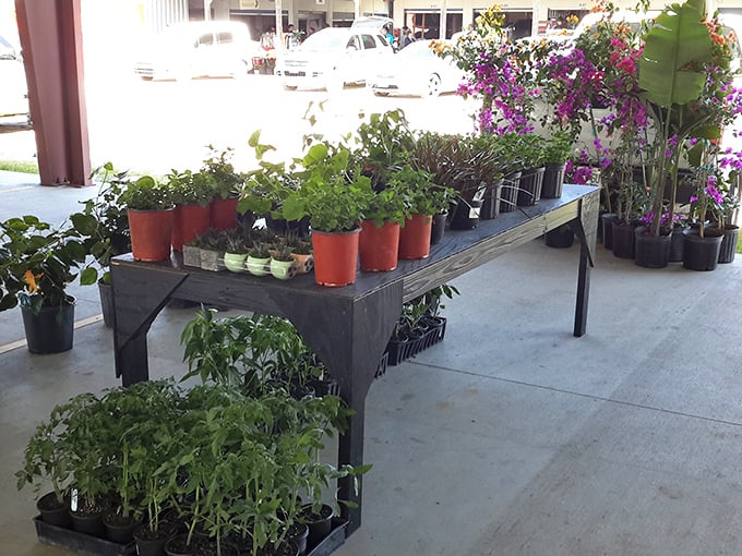 Green thumbs rejoice at these starter plants ready for adoption. That bougainvillea promises to reward minimal effort with maximum tropical drama.
