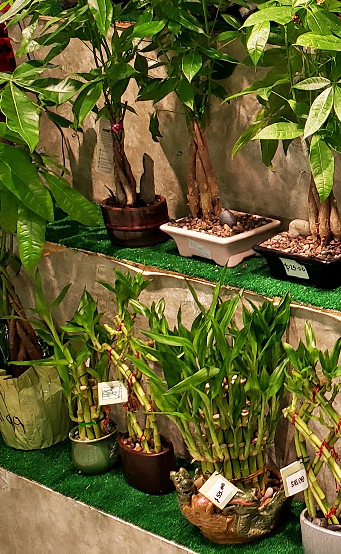 Lucky bamboo and money plants promising good fortune. The perfect impulse buy for when you need both greenery and cosmic insurance for your bank account.