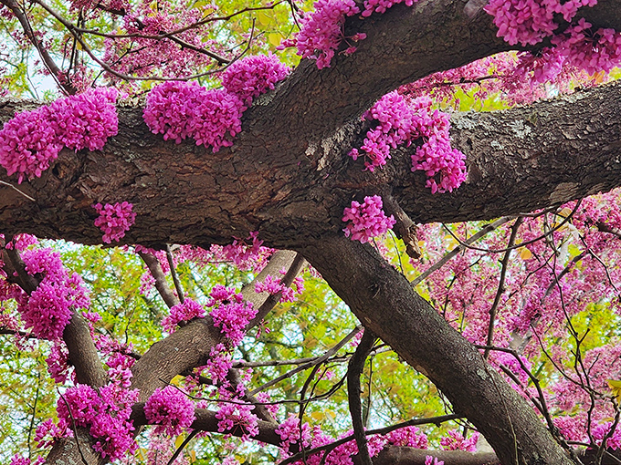 When trees bloom this magnificently, you understand why poets get so worked up about spring. Nature showing off without apology.