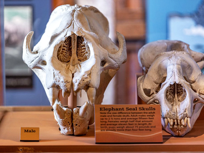 Elephant seal skulls reveal the impressive scale of these marine giants &ndash; nature's engineering at its most remarkable and slightly intimidating.
