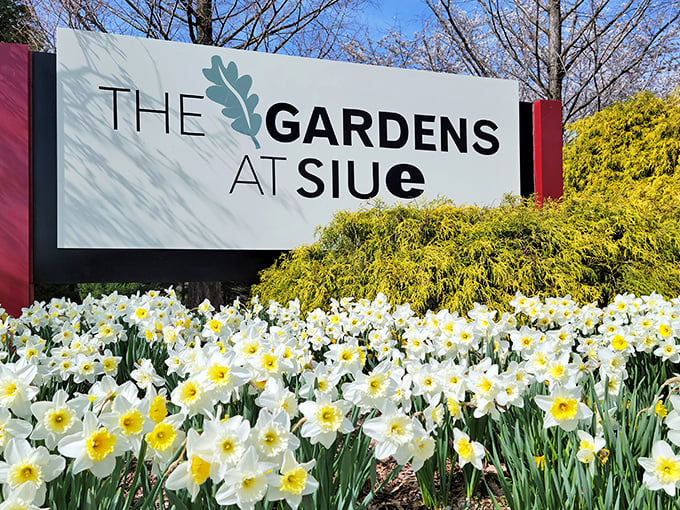 Spring's white-and-yellow welcome committee greets visitors beneath the Gardens' sign, promising seasonal magic beyond the entrance.