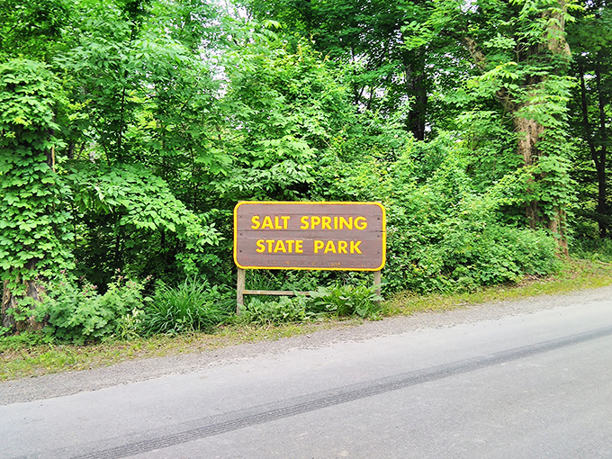 The unassuming entrance sign that promises so much more than it reveals. Like all great discoveries, Salt Springs keeps its treasures hidden until you venture inside.