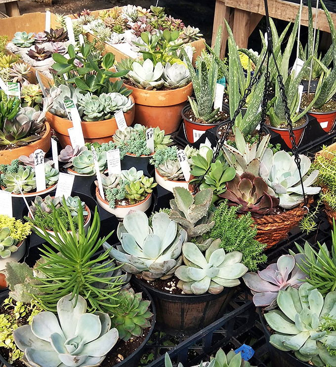 Succulents in every shape and size prove that even brown thumbs can find something they won't accidentally kill.
