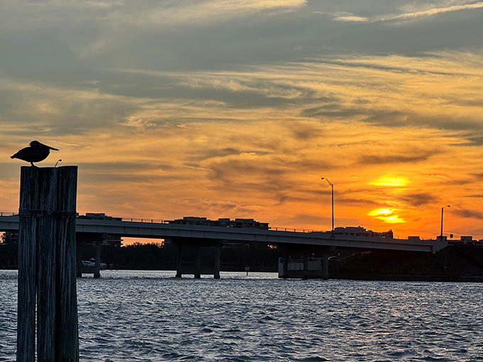 Nature's dinner show: a Florida sunset paints the sky while a silhouetted bird waits for the standing ovation.