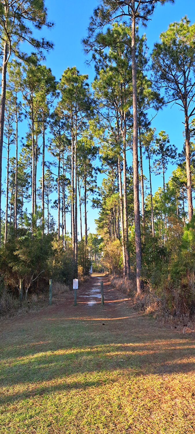 The journey is half the adventure along this sun-dappled trail. Tall pines create nature's cathedral ceiling as you make your pilgrimage to Alabama's strangest attraction.