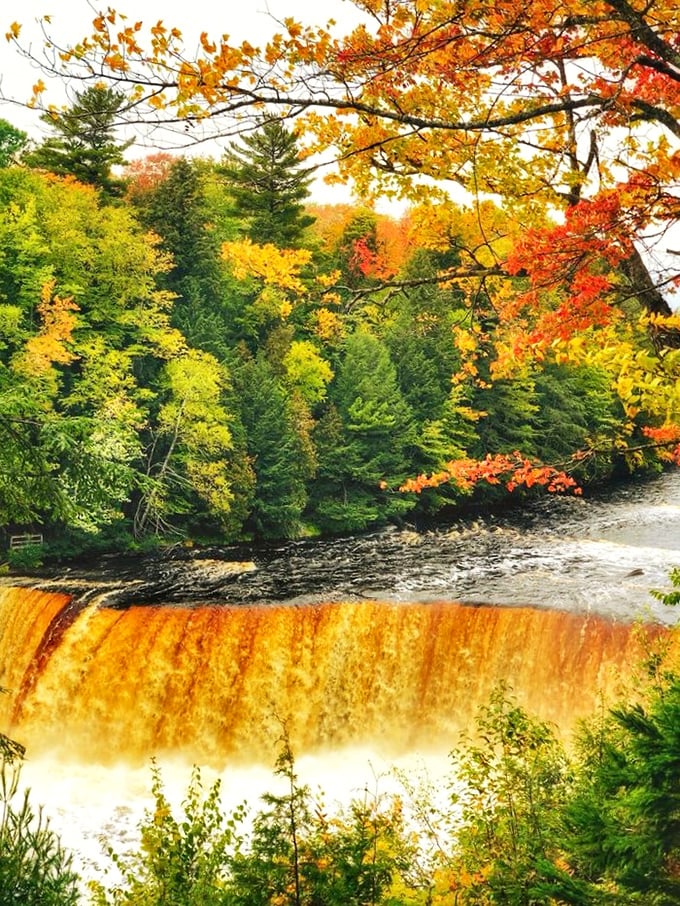 Autumn's grand finale at the Upper Falls. When fall foliage meets amber waters, the color explosion creates Michigan's most Instagram-worthy natural spectacle.