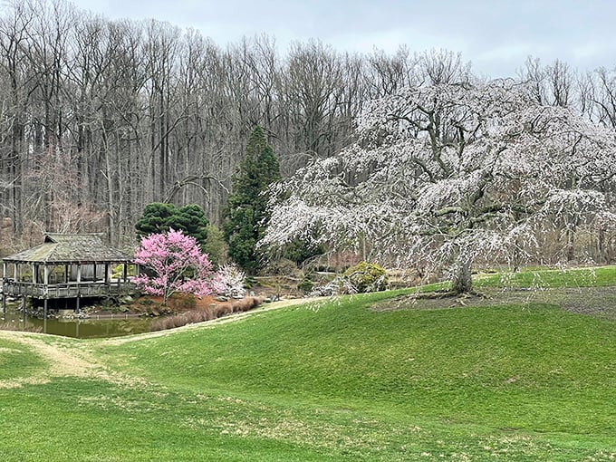 Early spring brings flowering trees that explode in white blooms, signaling winter's official eviction notice has been served.