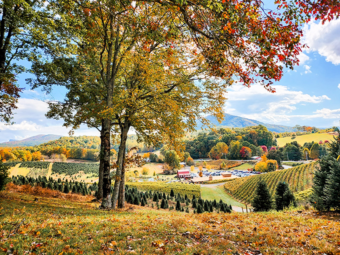 Autumn's golden hour bathes the vineyard in light so magical, you'll swear the photographer used filters&mdash;but this is pure North Carolina splendor.