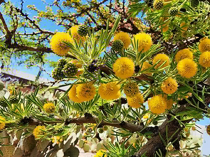 Sunshine-yellow blooms cluster like tiny pom-poms cheering on spring. These desert flowers prove that patience rewards with unexpected color.