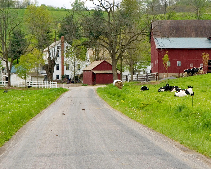 A country lane leading to paradise. Red barns, white farmhouses, and grazing cows create the quintessential Amish Country postcard scene.
