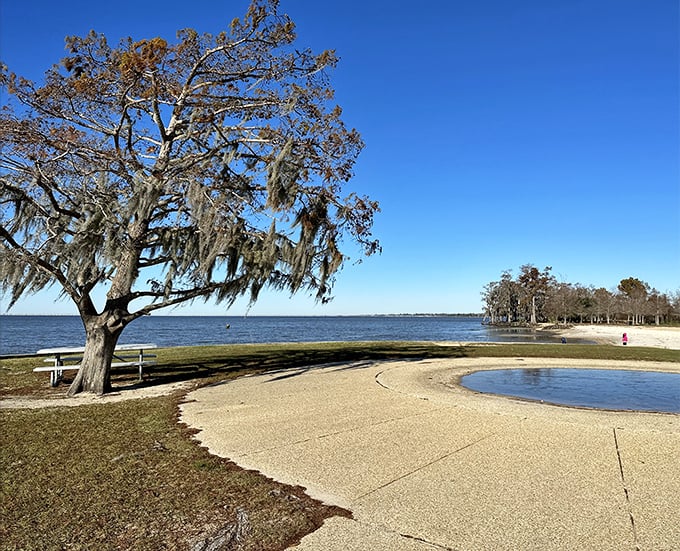 That oak tree draped in Spanish moss has seen more Louisiana sunsets than we can count, standing guard over Lake Pontchartrain's sparkling shores.