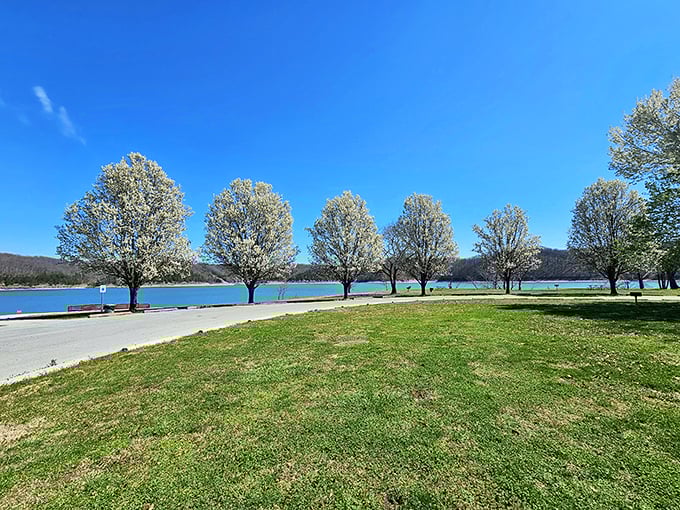 Flowering trees line the shore at Green River Lake, nature's own welcome committee creating a postcard-perfect Kentucky morning.